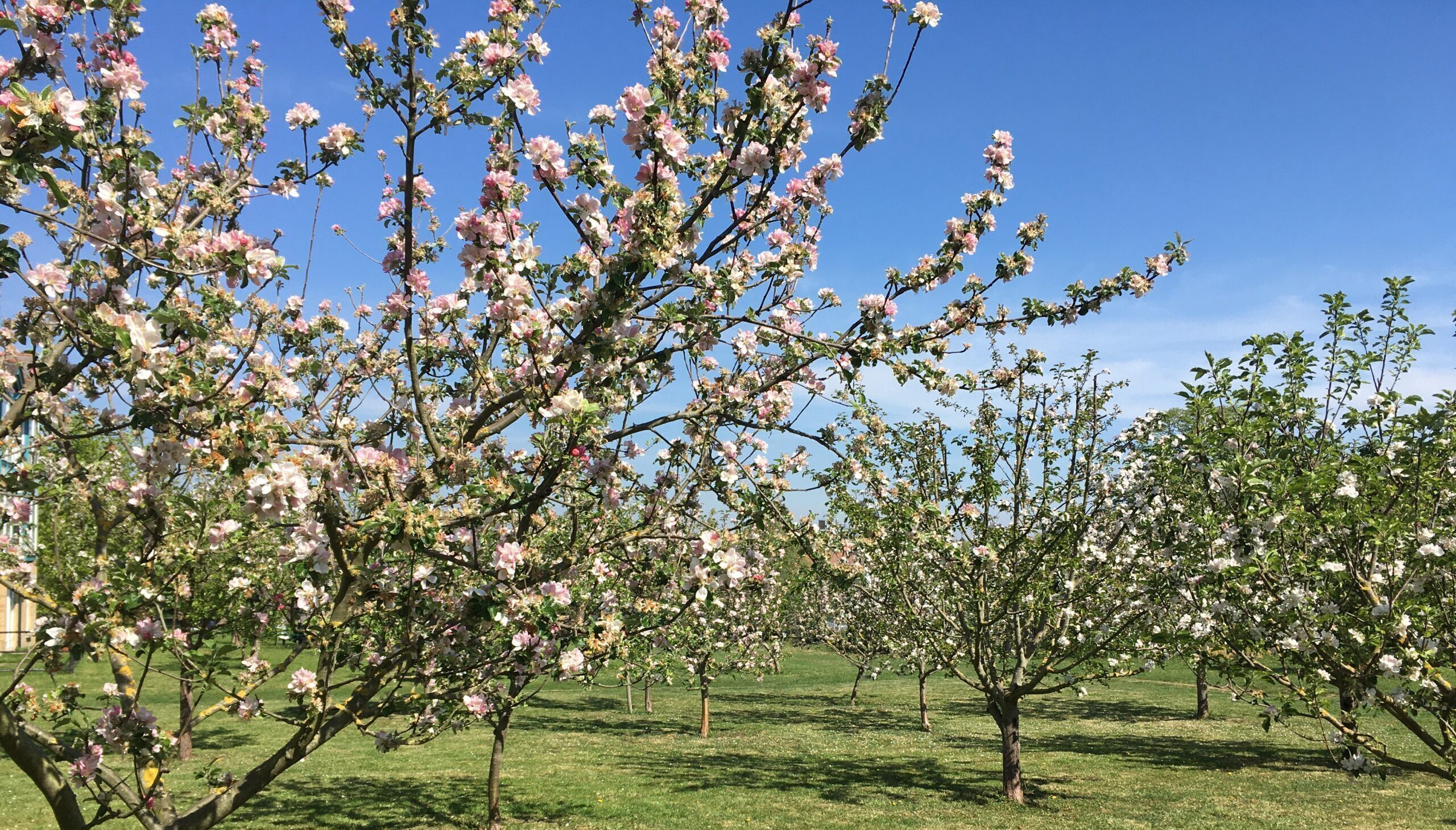 History of the Orchard – Midsummer Common